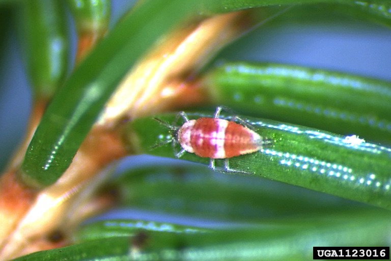 dusty-wings (Family Coniopterygidae)