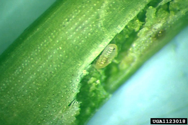 Douglas-fir needle midge (Contarinia pseudotsugae Condrashoff, 1961)