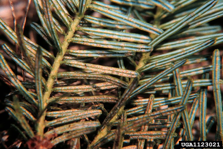 cryptomeria scale (Aspidiotus cryptomeriae Kuwana)