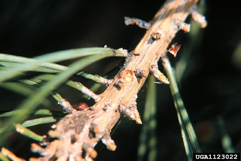 European pine sawfly (Neodiprion sertifer)