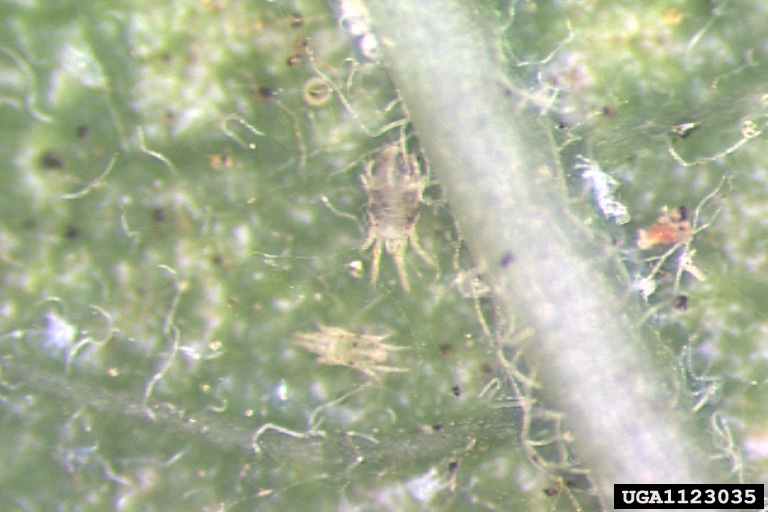 Lewis spider mite (Eotetranychus lewesi)