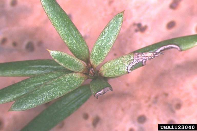 false spider mite (Pentamerismus taxi)