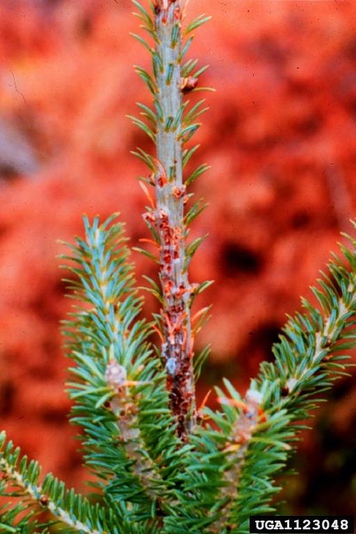 pales weevil (Hylobius pales)
