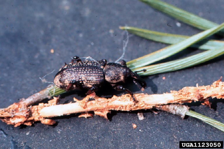 pales weevil (Hylobius pales (Herbst, 1797))