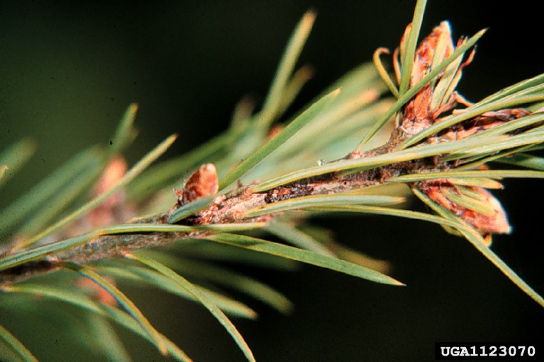 white pine weevil (Pissodes strobi (Peck, 1817))