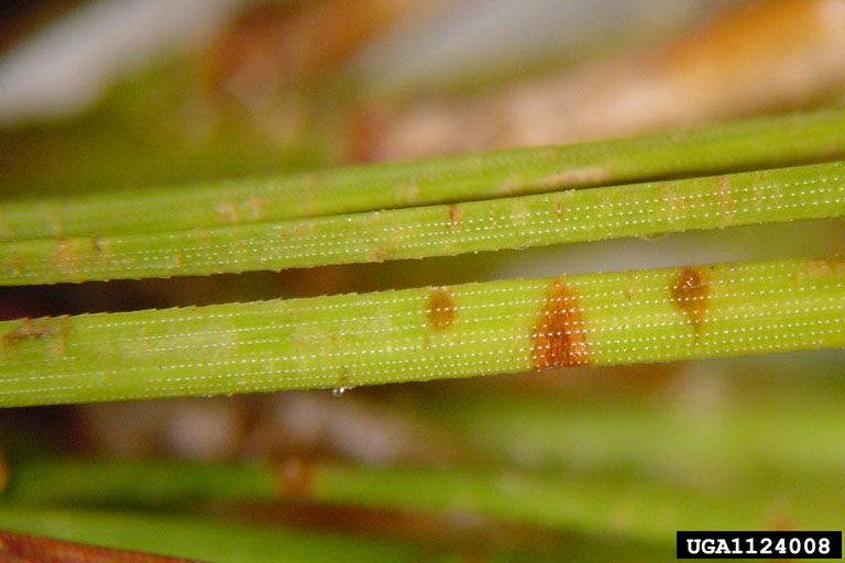 false chinch bug (Nysius raphanus)