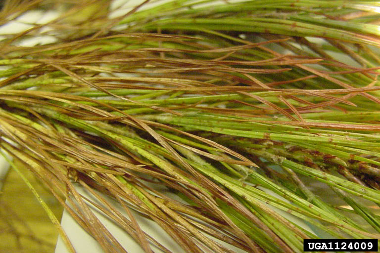 false chinch bug (Nysius raphanus Howard)