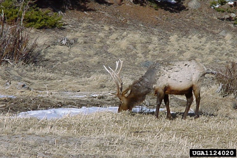 elk, Cervus canadensis (Artiodactyla: Cervidae) - 1124020