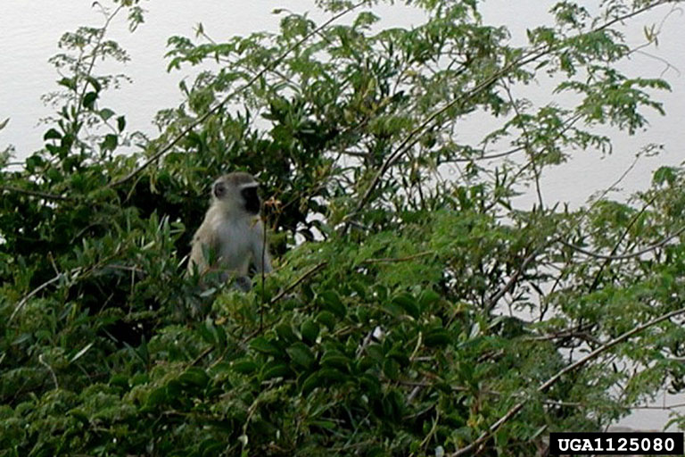vervet monkey (Chlorocebus aethiops Linnaeus)
