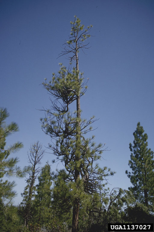 western dwarf mistletoe (Arceuthobium campylopodum Engelm.)