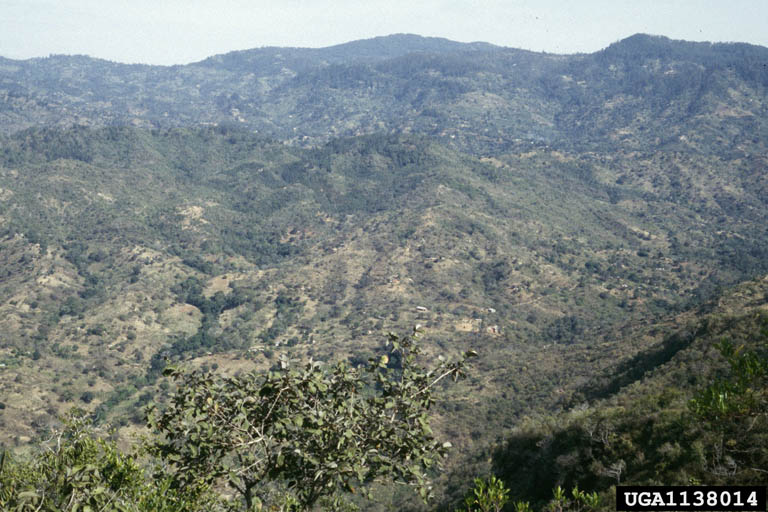Eastern Arc Mountains