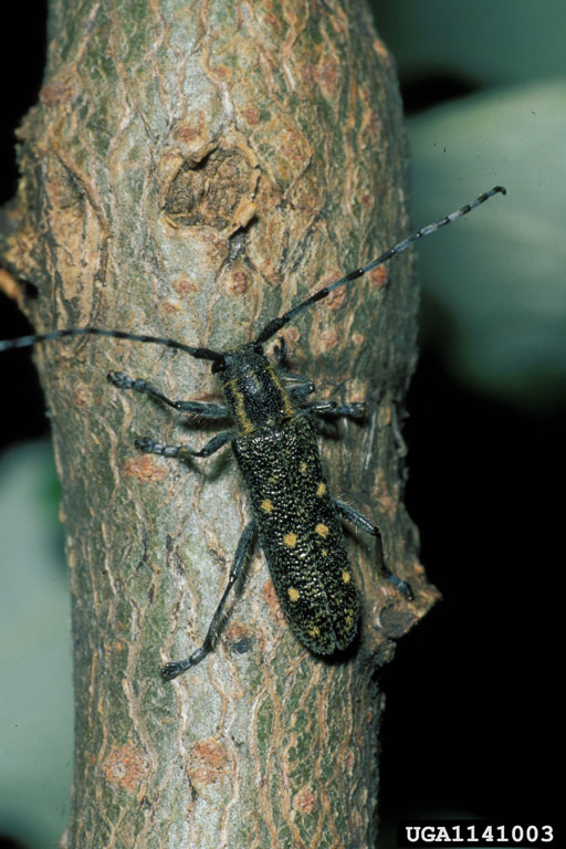 small poplar borer (Saperda populnea (Linnaeus, 1758))