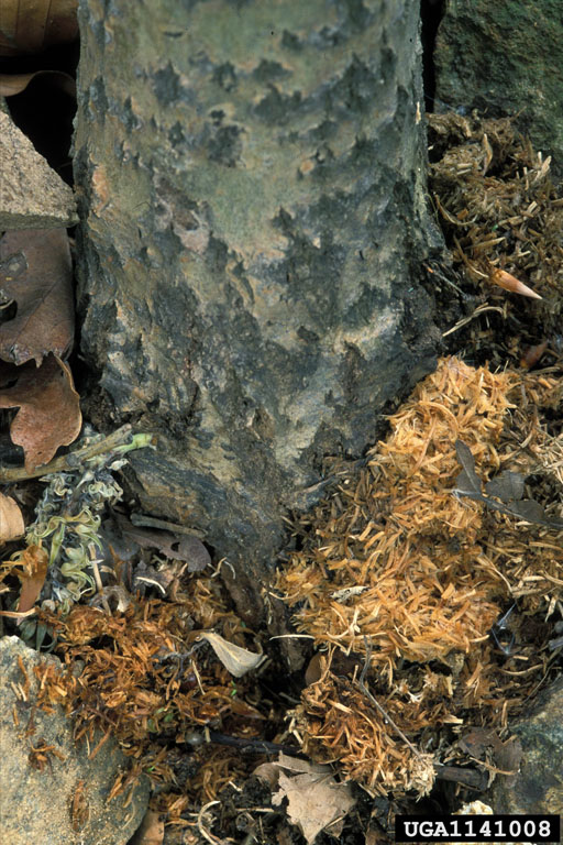 poplar borer (Saperda carcharias)