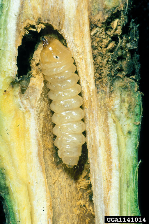 small poplar borer (Saperda populnea (Linnaeus, 1758))