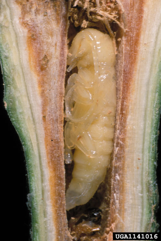 small poplar borer (Saperda populnea (Linnaeus, 1758))