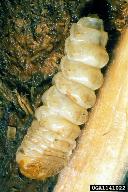 poplar borer (Saperda carcharias (Linnaeus, 1758))