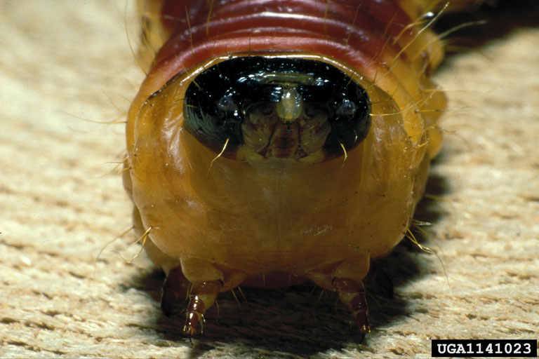 European goat moth (Cossus cossus Linnaeus)