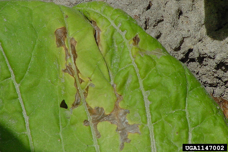 potato tuber moth (Phthorimaea operculella (Zeller))