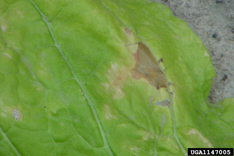 potato tuber moth (Phthorimaea operculella (Zeller))