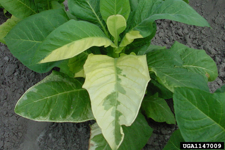 genetic abnormalities