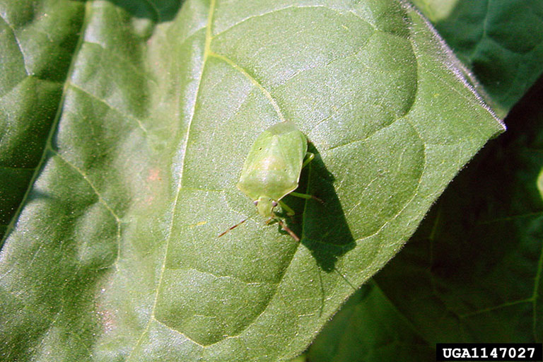 southern green stink bug (Nezara viridula (Linnaeus))