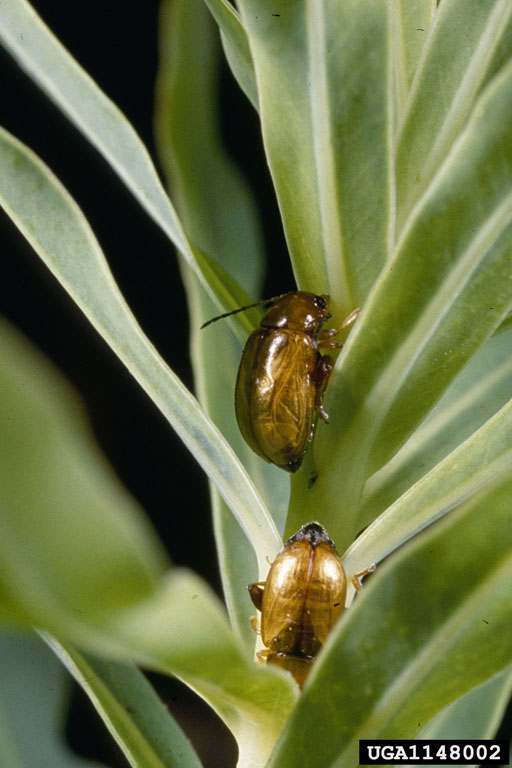 brown dot leafy spurge flea beetle (Aphthona cyparissiae (Koch, 1803))