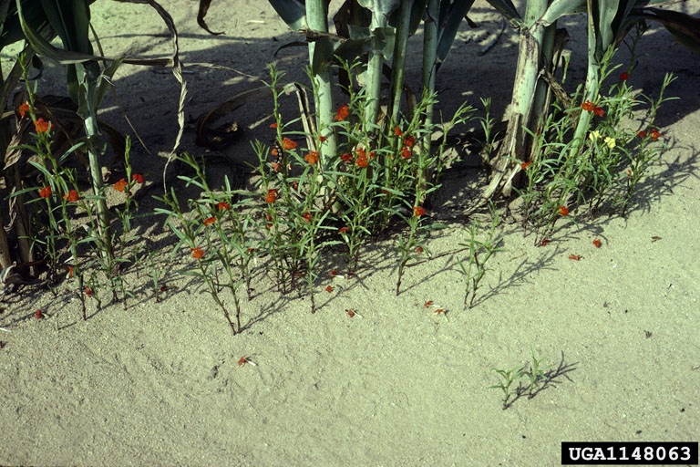 witchweed (Genus Striga Lour.)