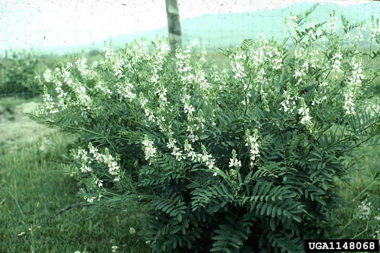 goatsrue (Galega officinalis L.)