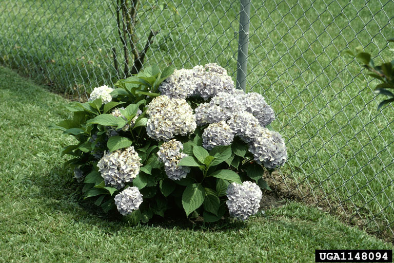 hydrangea (Genus Hydrangea)