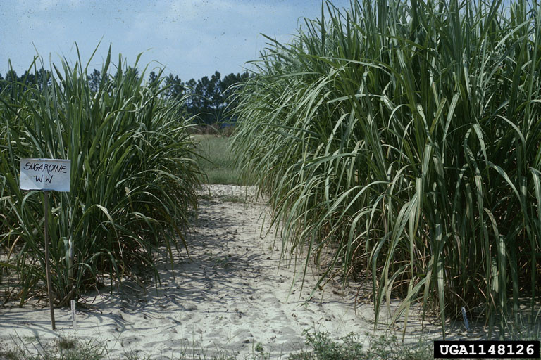 witchweed (Genus Striga)