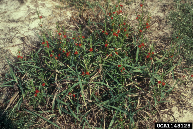 witchweed, Striga spp. (Scrophulariales: Scrophulariaceae) - 1148128