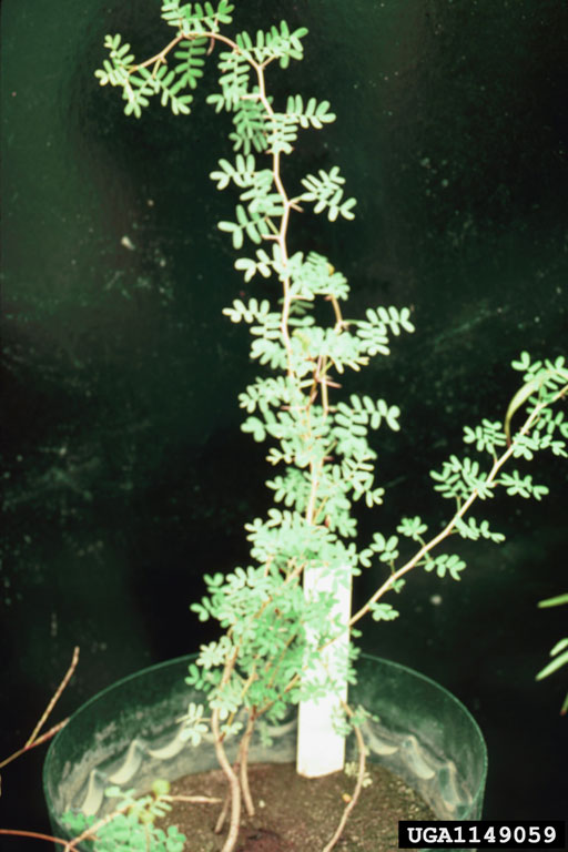 mesquite (Genus Prosopis L.)