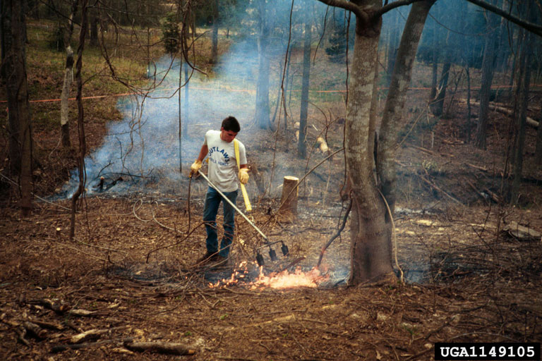 Japanese dodder (Cuscuta japonica)