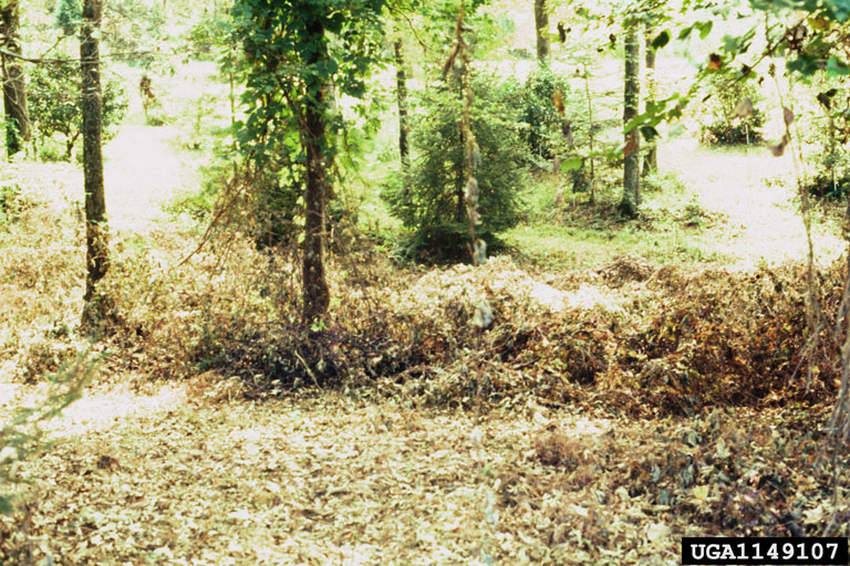 Japanese dodder (Cuscuta japonica)