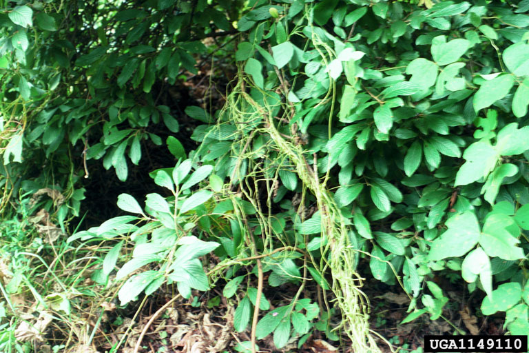 Japanese dodder (Cuscuta japonica Choisy)