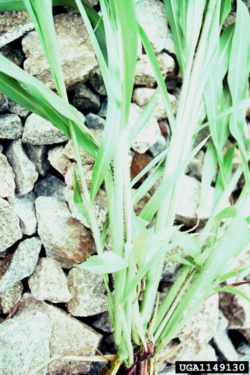 Rottboellia Cochinchinensis