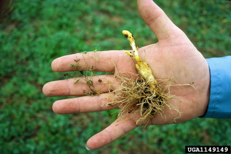 branched broomrape (Phelipanche ramosa (L.) Pomel)