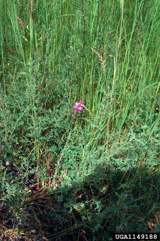 purple witchweed (Striga hermonthica)
