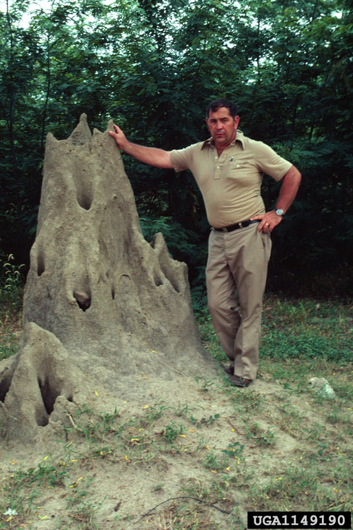 termites (Order Isoptera)