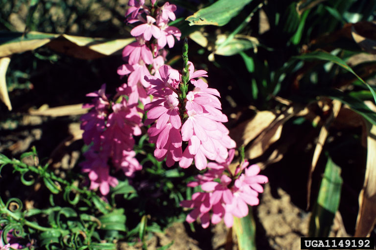 Striga hermonthica (Purple witchweed) (Buchnera hermonthica)
