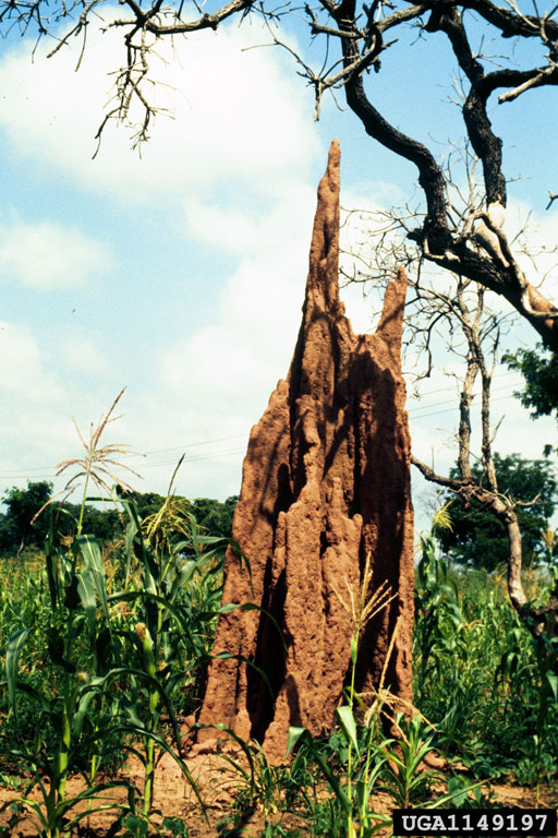 termites (Order Isoptera)