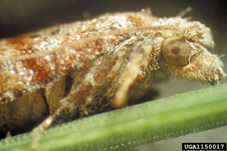 Nantucket pine tip moth (Rhyacionia frustrana (Scudder))