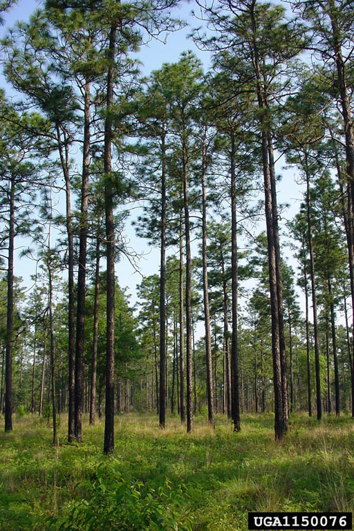 longleaf pine (Pinus palustris)