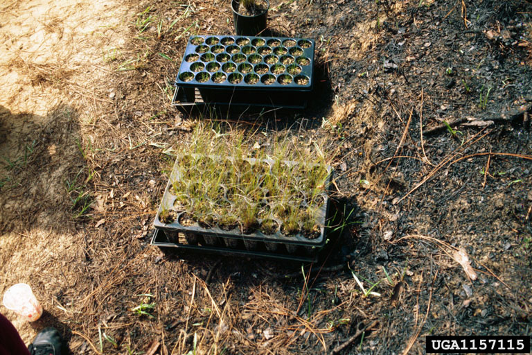 Beyrich threeawn wiregrass (Aristida beyrichiana)