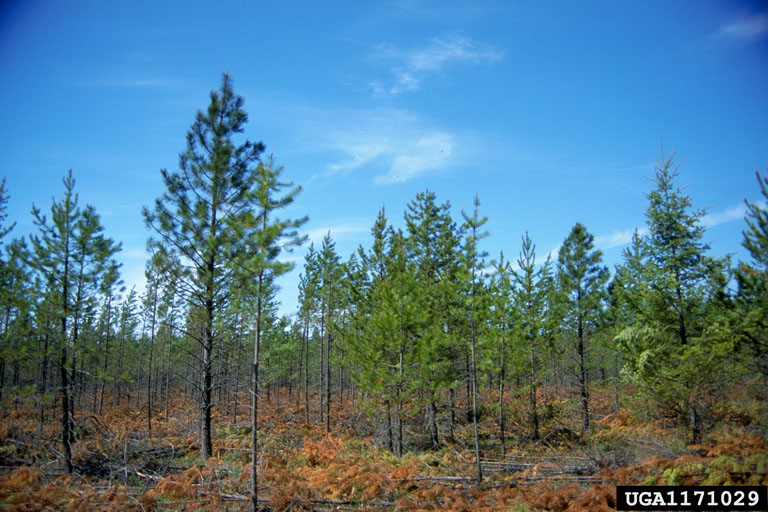 precommercial thinning