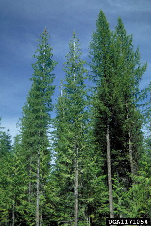 western white pine cover type