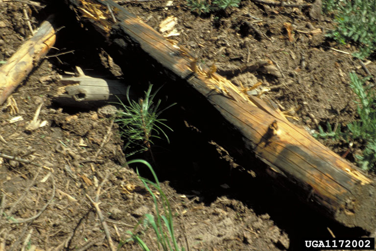 post planting protection