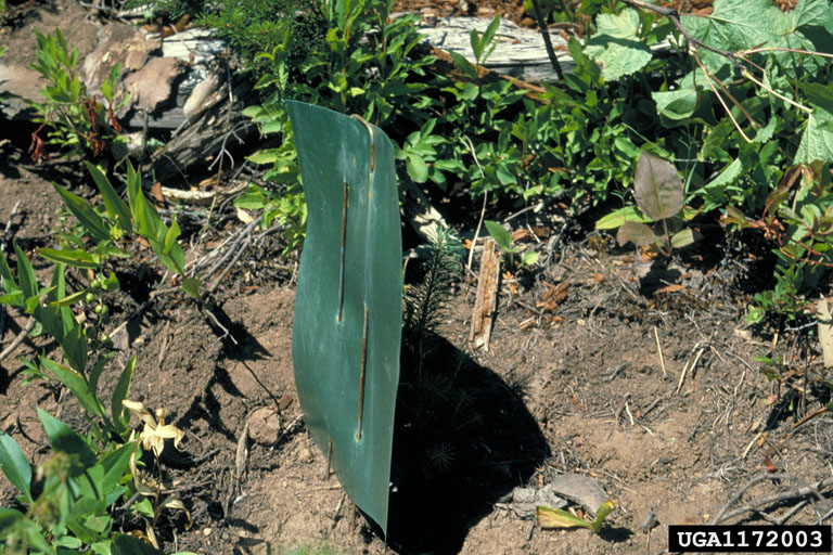 post planting protection