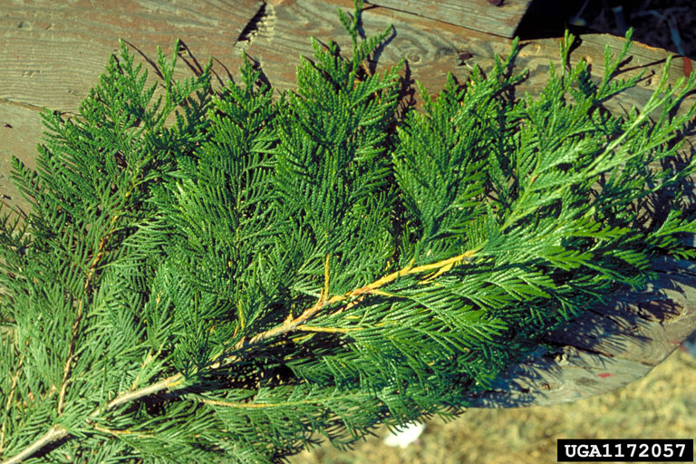 Western Red Cedar Identification