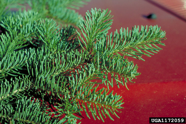 subalpine fir (Abies lasiocarpa (Hook.) Nutt.)